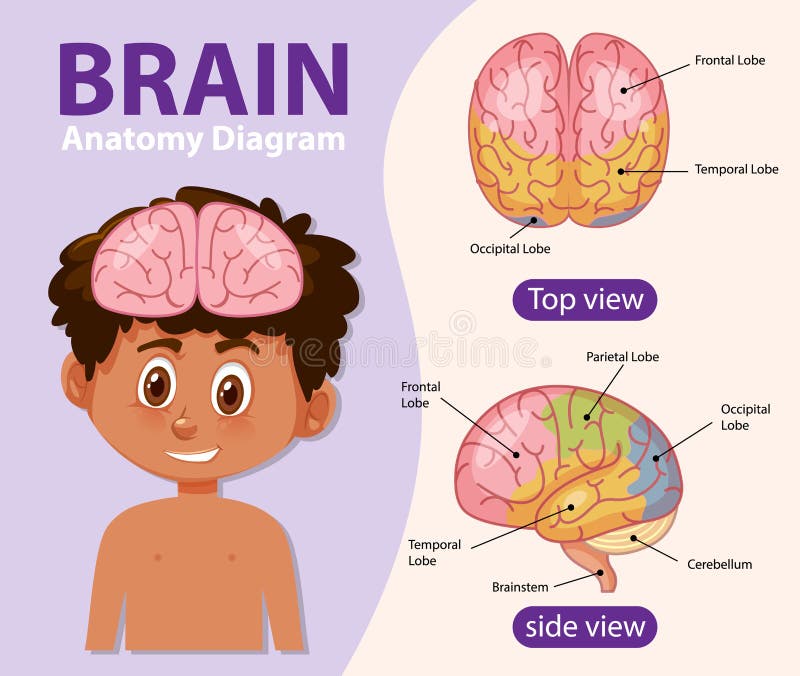 Information Poster of Human Brain Diagram Stock Vector - Illustration ...