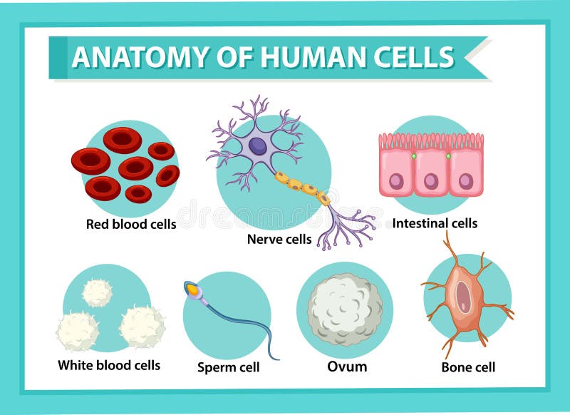 Information Poster on Human Cells Stock Vector - Illustration of poster ...