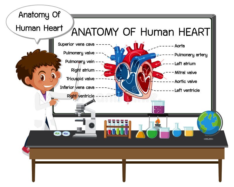 Information Poster of Human Heart Diagram Stock Vector - Illustration ...