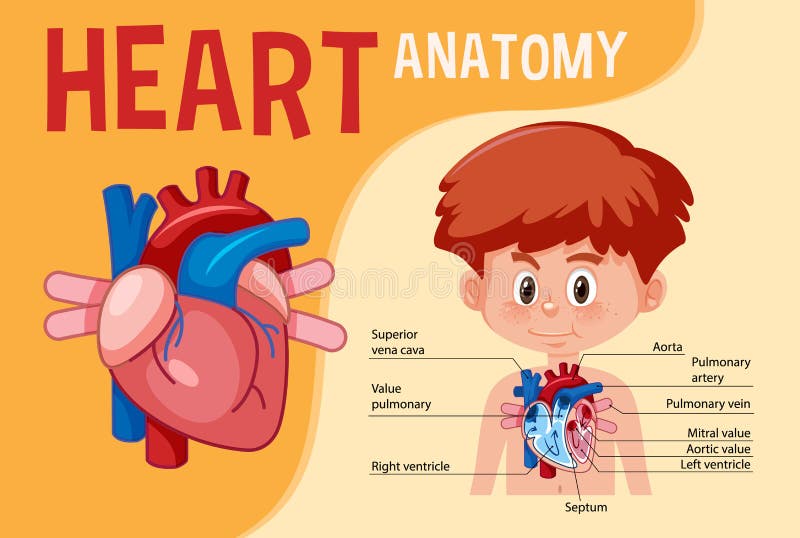 Information Poster of Human Heart Diagram Stock Vector - Illustration ...