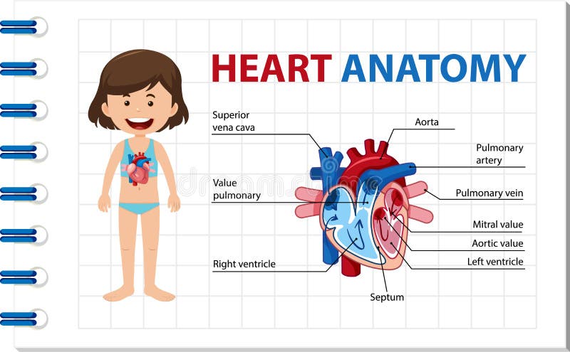 Information Poster of Human Heart Diagram Stock Vector - Illustration ...