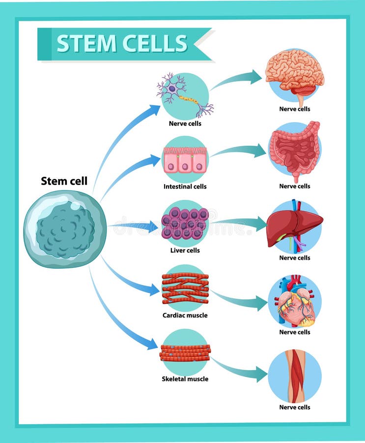 Information Poster on Human Stem Cells Stock Vector - Illustration of ...
