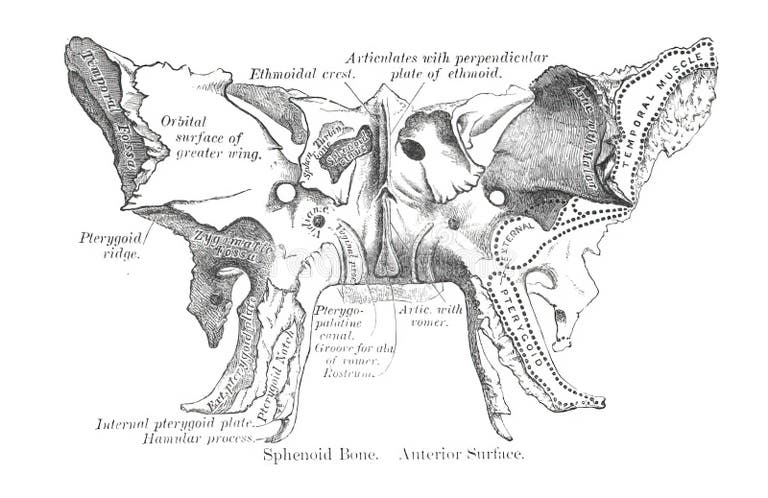 Informative Illustration of the Human Ethmoid Bone Stock Illustration ...