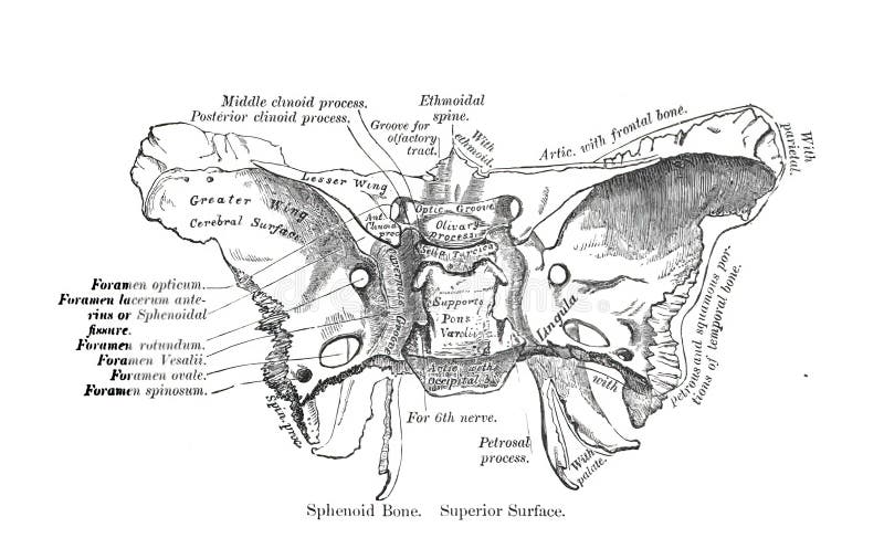 Informative Illustration of the Plan of the Human Brachial Plexus Stock ...