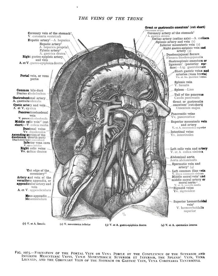 Informative Illustration of the Veins of the Trunk Stock Illustration ...