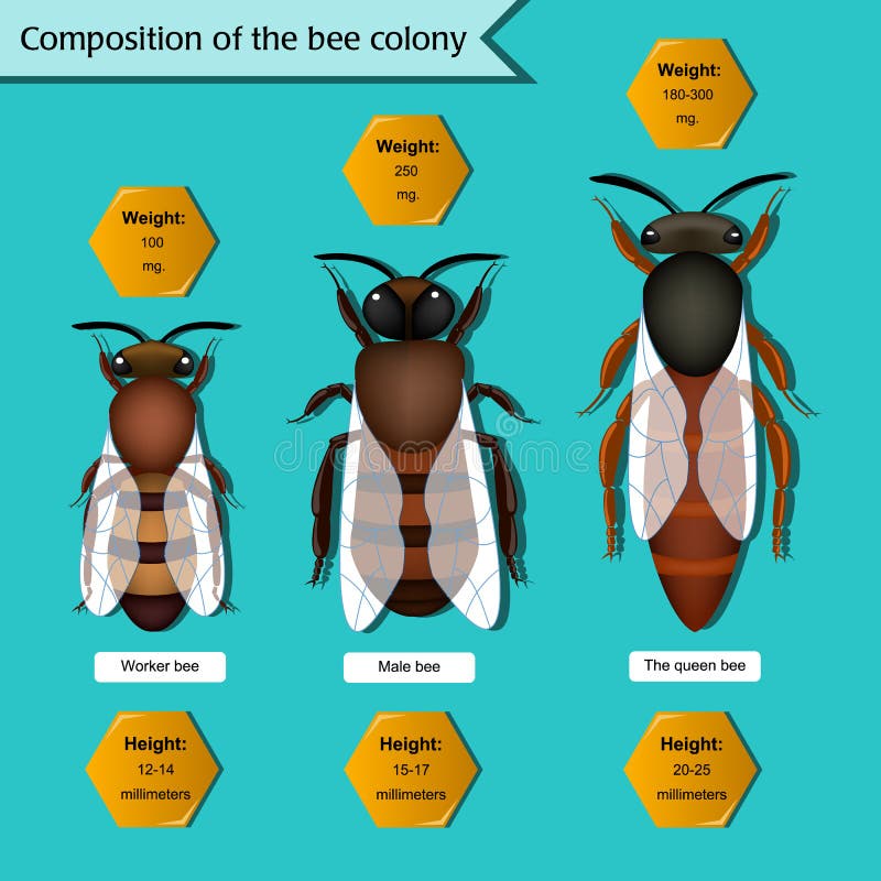 Informative Poster on the Composition of the Bee Colony Stock ...