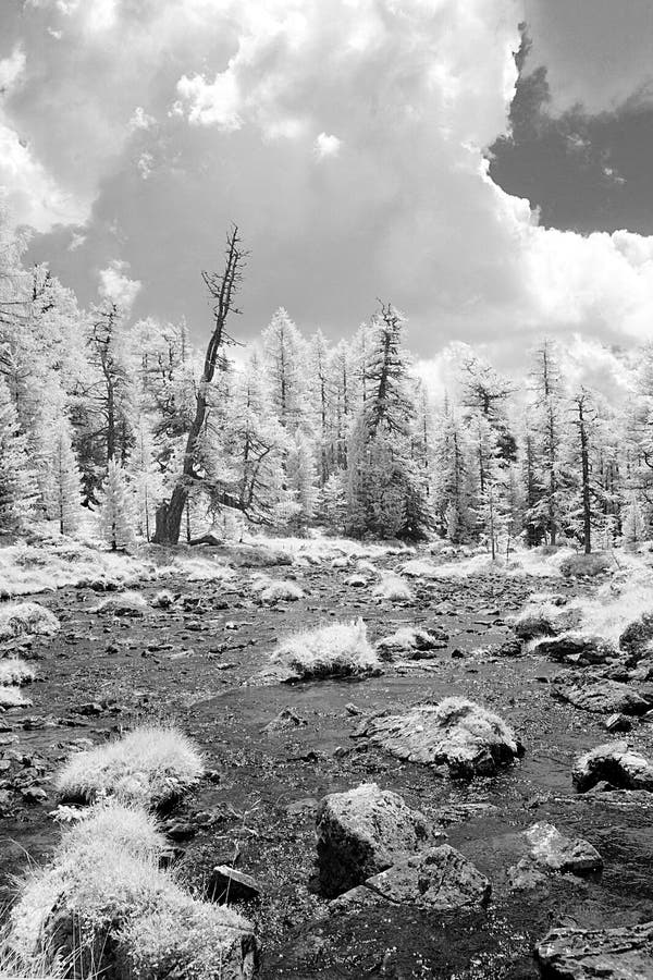 Infrared Alpine Field in Forest Stock Image - Image of rural, alpine ...