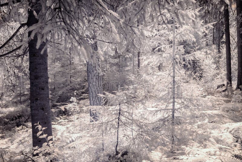 Infrared View Of Forest And Water Stock Image - Image of carolina ...
