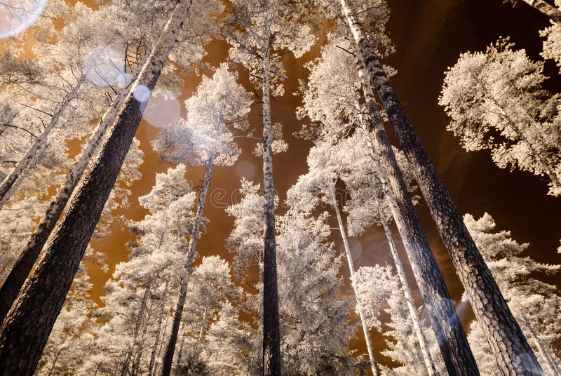 Infrared Camera Image. Forest View Stock Photo - Image of blue ...