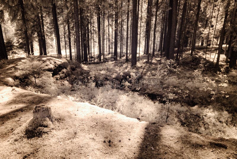 Infrared Camera Image. Forest View Stock Photo - Image of water, bents ...