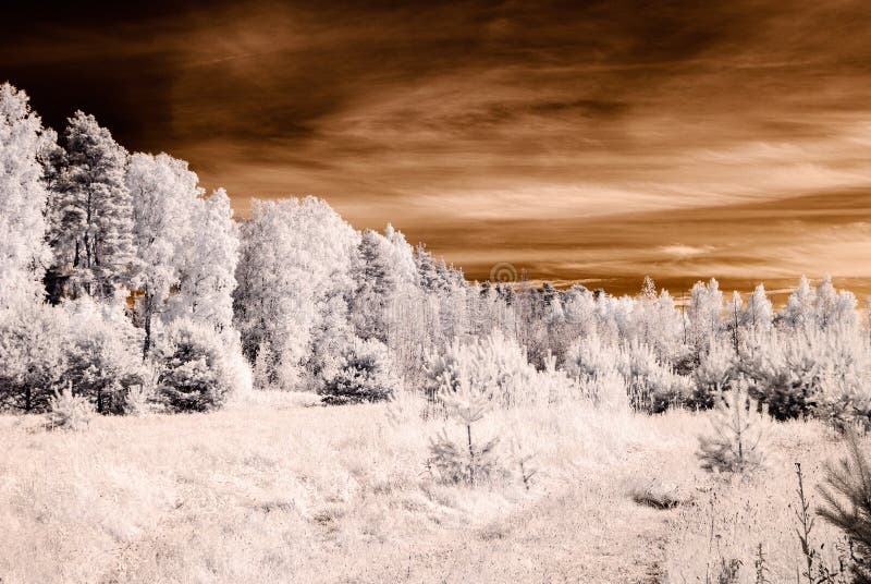 Infrared Camera Image. Forest View Stock Photo - Image of relaxation ...