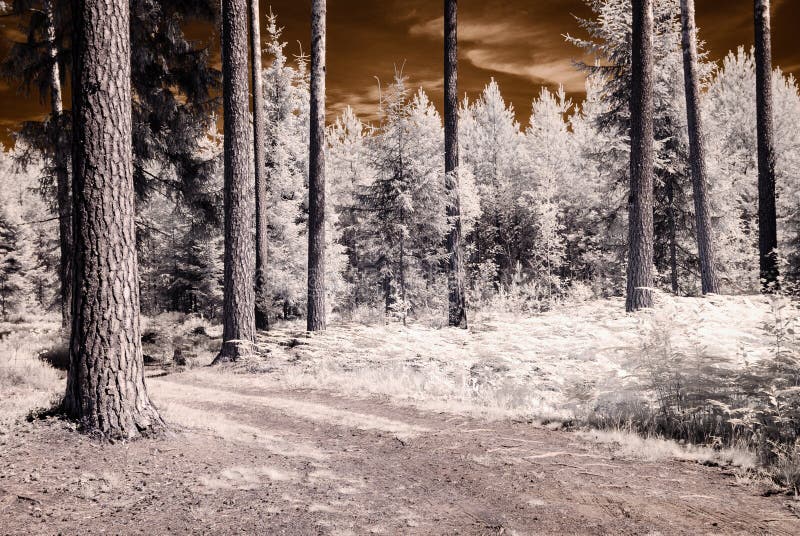 290 Infrared View Forest Water Photos - Free & Royalty-Free Stock ...