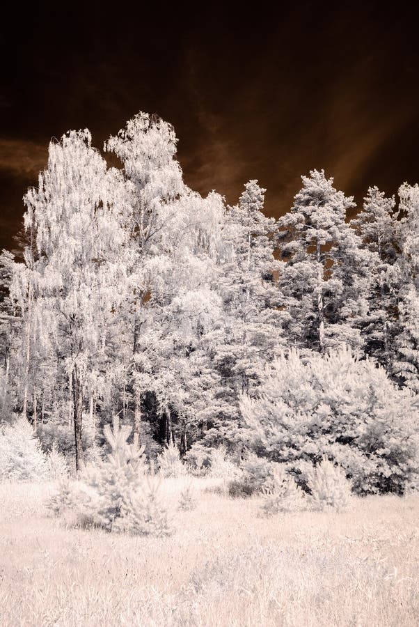 Infrared Camera Image. Skyscape through Trees and Leaves Stock Photo ...