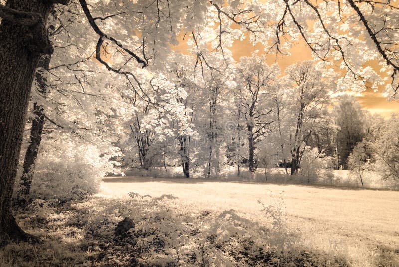 Infrared Camera Image. Forest View Stock Image - Image of reflections ...