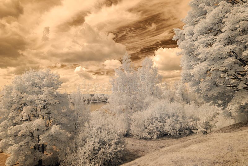 Infrared Camera Image. Forest View Stock Image - Image of infrared ...