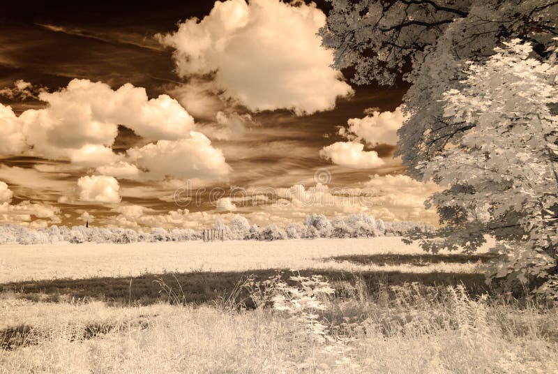Infrared Camera Image. Forest View Stock Photo - Image of watergrass ...