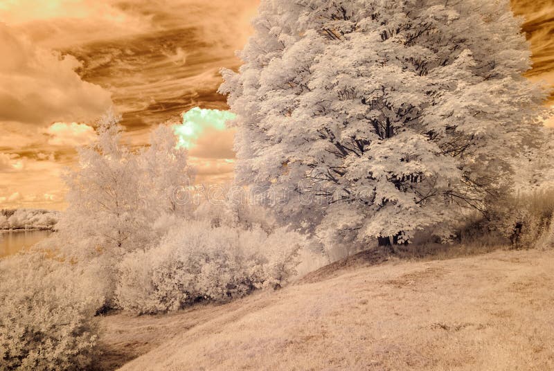 Infrared Camera Image. Forest View Stock Image - Image of recreation ...
