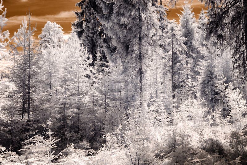 Infrared Camera Image. Forest View Stock Photo - Image of reflections ...