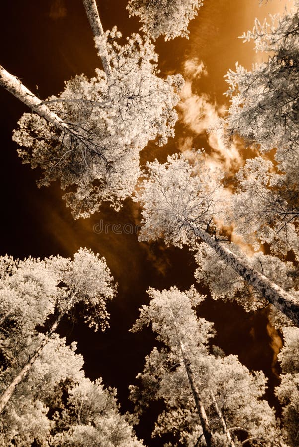 Infrared Camera Image. Skyscape through Trees and Leaves Stock Photo ...