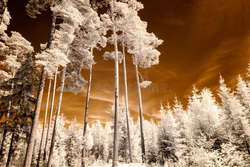 Infrared Camera Image. Skyscape through Trees and Leaves Stock Photo ...