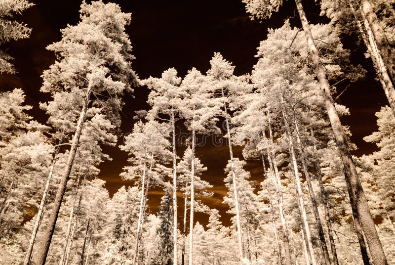Infrared Camera Image. Skyscape through Trees and Leaves Stock Image ...