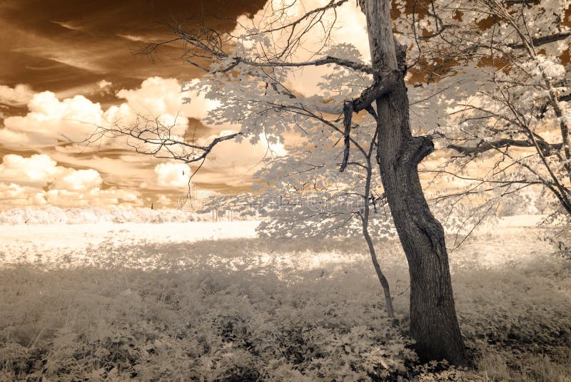 Infrared Camera Image. Skyscape through Trees and Leaves Stock Photo ...