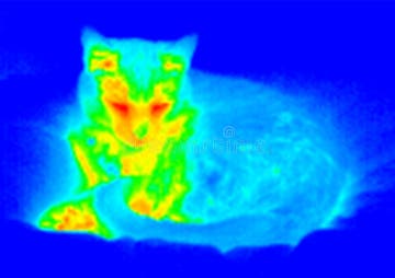 Infrared Cat Stock Photos - Free & Royalty-Free Stock Photos from ...