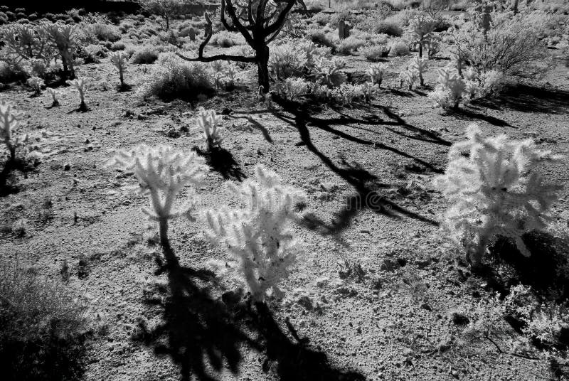 Infrared Cholla Cactus, Sonora Desert, Mid Spring Stock Image - Image ...