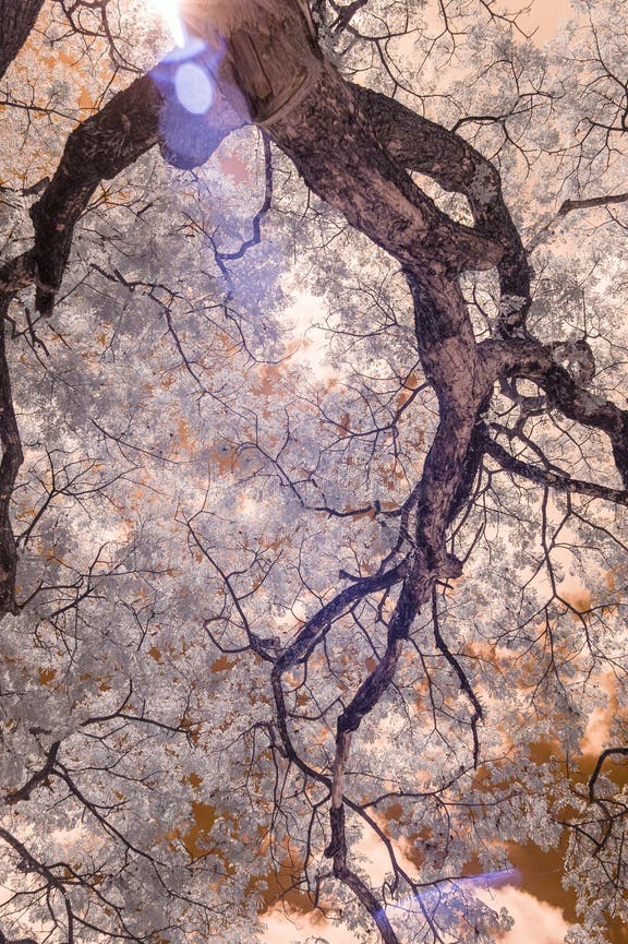 Infrared Effect, a Low-angle View of Tree Trunk and Its Branches Stock ...