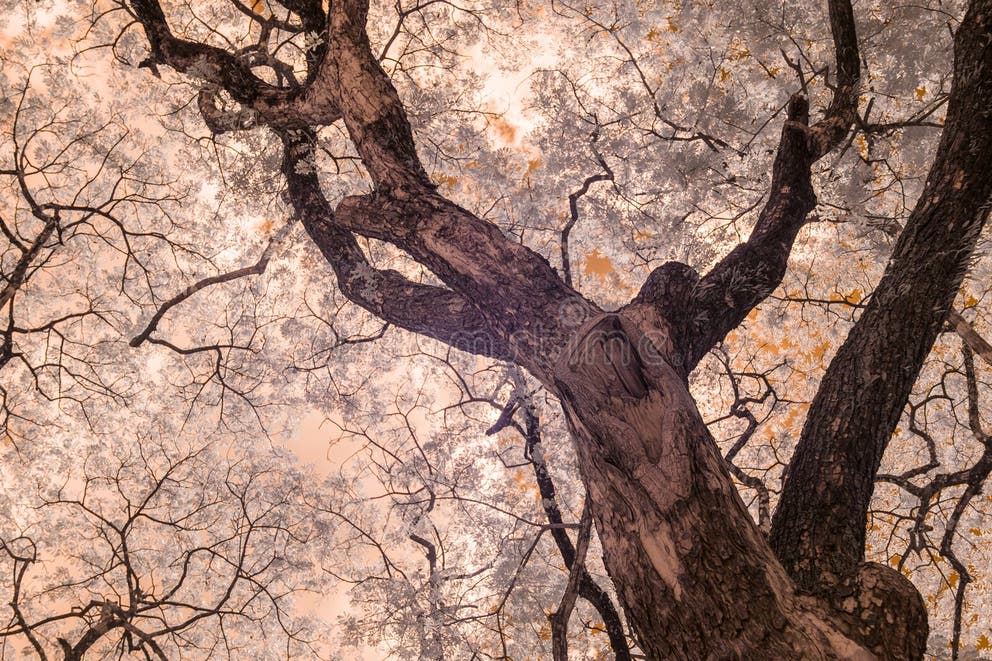 Infrared Effect, a Low-angle View of Tree Trunk and Its Branches Stock ...