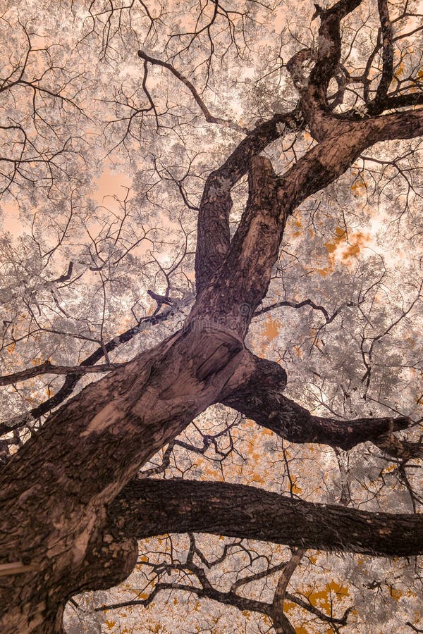 Infrared Effect, a Low-angle View of Tree Trunk and Its Branches Stock ...