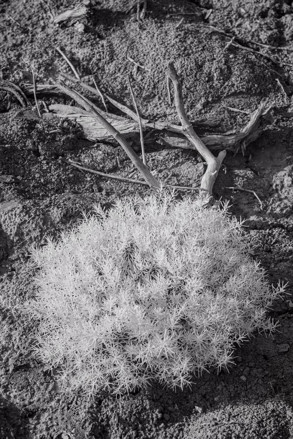 Infrared Effect, a Patch of Vegetation that Appears Fluffy and Light in ...
