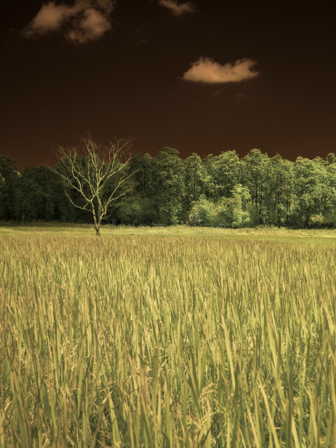 Infrared Fine Art Photography Landscape : Surreal Infrared Art ... Infrared Fine Art Photography Landscape : Surreal Infrared Art ...