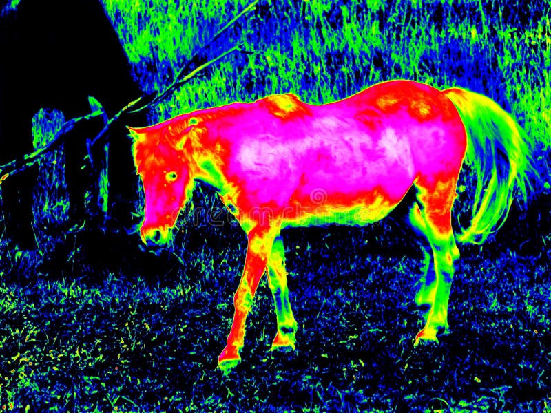 Infrared foal pony horse stock image. Image of color - 60016693