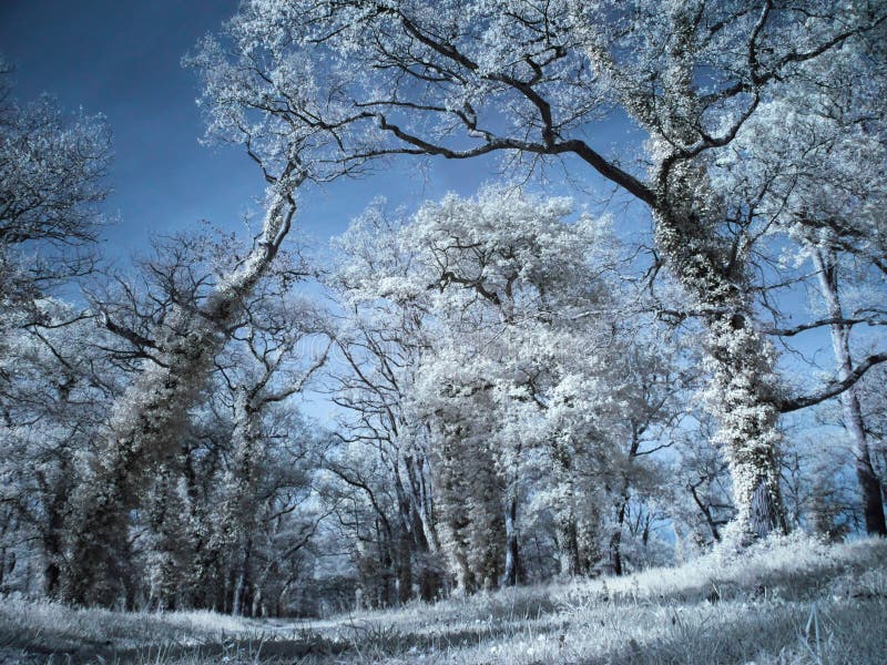 Infrared forest stock photo. Image of park, forest, tree - 9108238