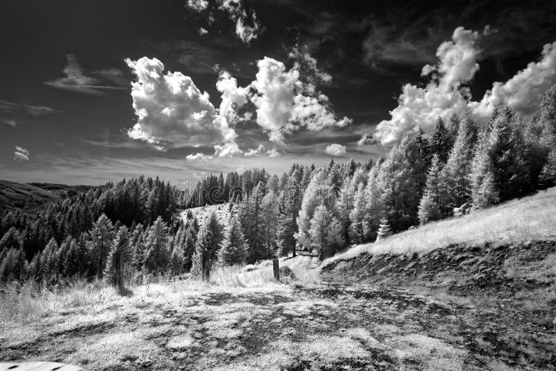 Infrared Forest stock image. Image of mountain, nature - 100942393