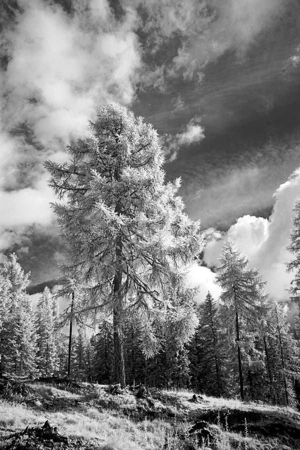 Infrared Forest Shot with Light Rays Shining Throw it Stock Image ...