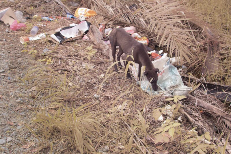 Infrared Image of the Black Stray Dog Scavenging Thrown Away Garbage on the Ground. Stock Image ...