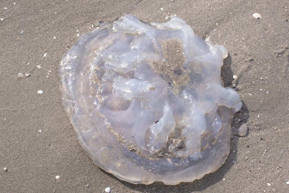 Image of the Dead White Translucent Jelly Fish on the Beach. Stock ...