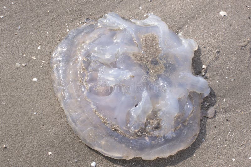 Image of the Dead White Translucent Jelly Fish on the Beach. Stock ...