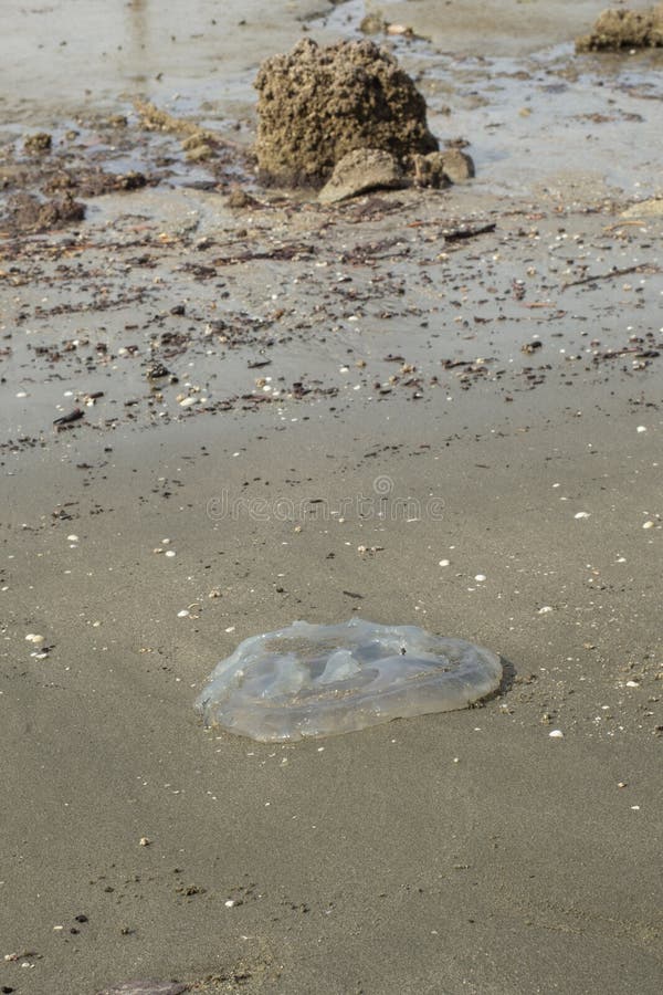 Image of the Dead White Translucent Jelly Fish on the Beach. Stock ...