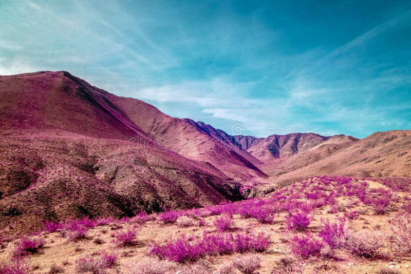 Desert Countryside Covered in Reddish Vegetation Under a Blue Sky Stock ...