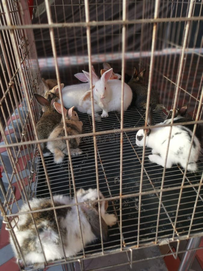 Trapped Rabbit Stock Photos - Free & Royalty-Free Stock Photos from ...