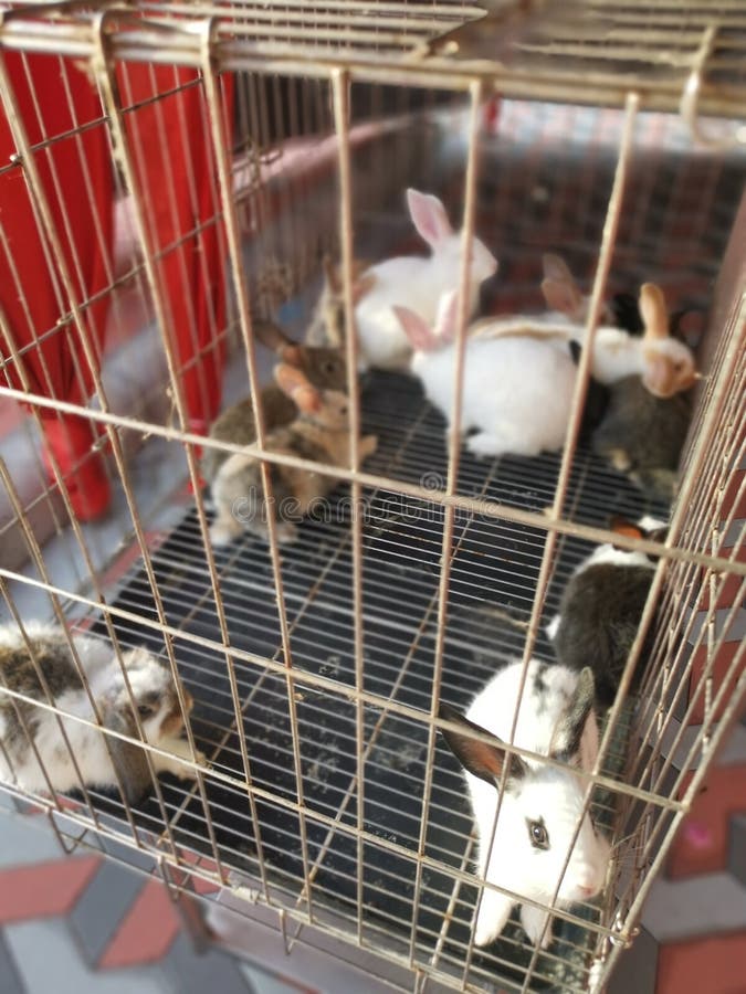 Trapped Rabbit Stock Photos - Free & Royalty-Free Stock Photos from ...