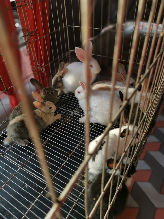 Trapped Rabbit Stock Photos - Free & Royalty-Free Stock Photos from ...