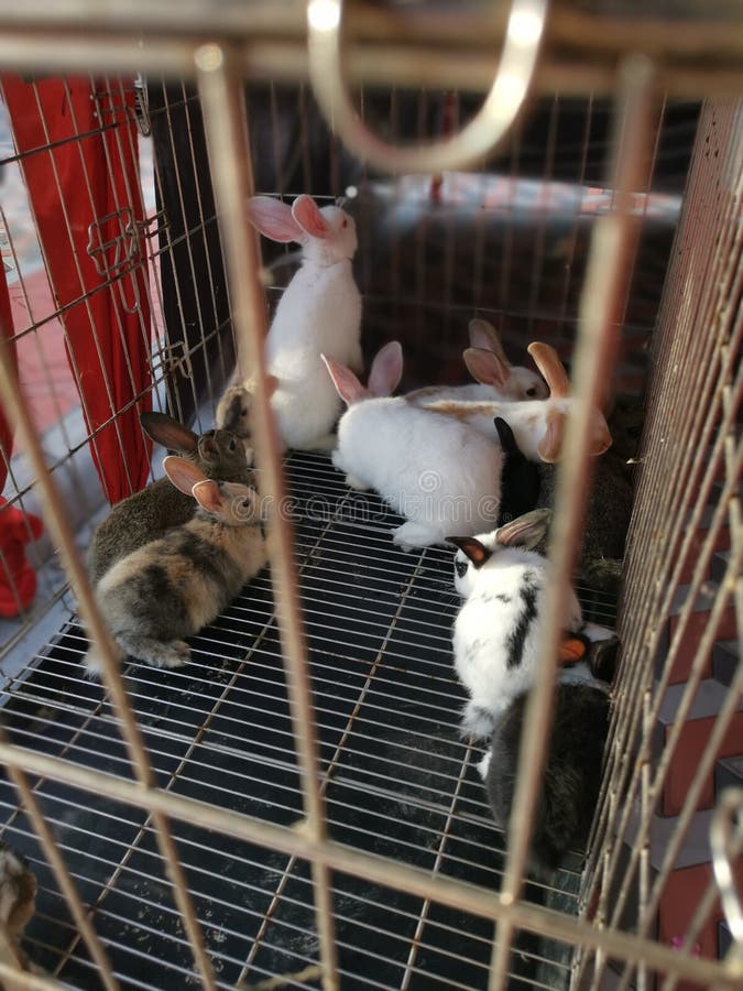 Trapped Rabbit Stock Photos - Free & Royalty-Free Stock Photos from ...