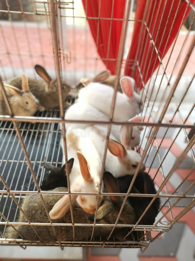 Trapped Rabbit Stock Photos - Free & Royalty-Free Stock Photos from ...