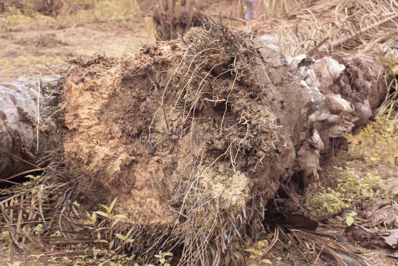The Fallen Decompose Tree Trunk at the Plantation Stock Image - Image ...