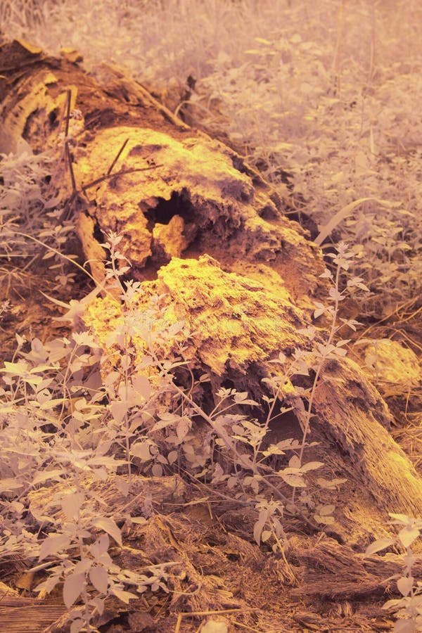 The Fallen Decompose Tree Trunk at the Plantation Stock Image - Image ...