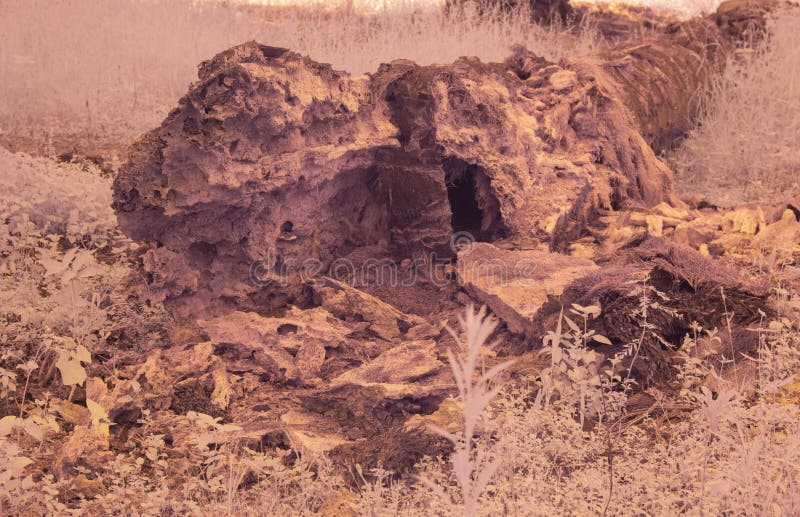 The Fallen Decompose Tree Trunk at the Plantation Stock Photo - Image ...